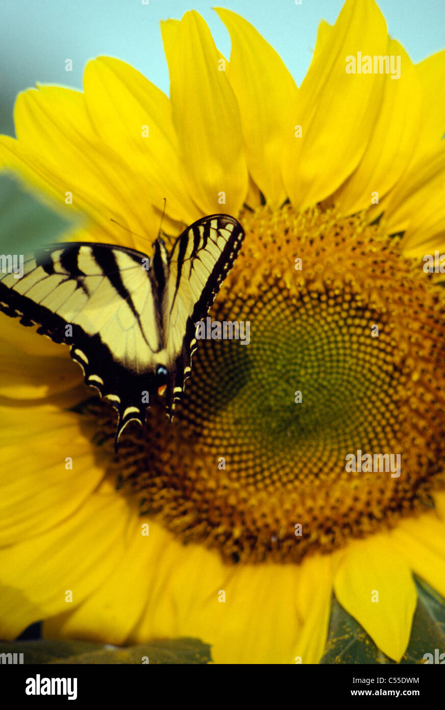 Close-up of Tiger Swallowtail pollinating a sunflower Stock Photo - Alamy