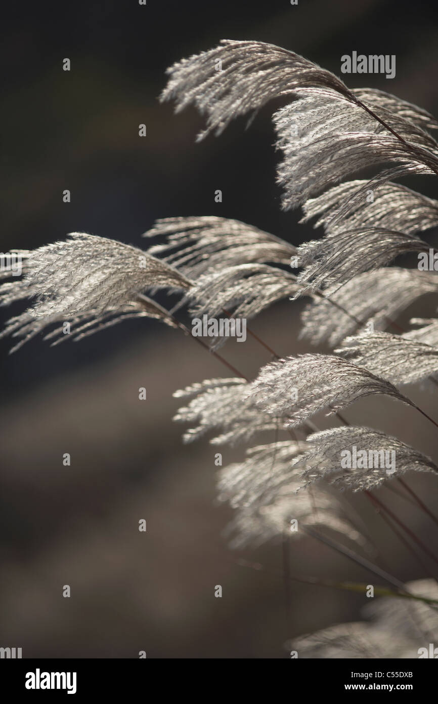 Close-up of reeds Stock Photo - Alamy