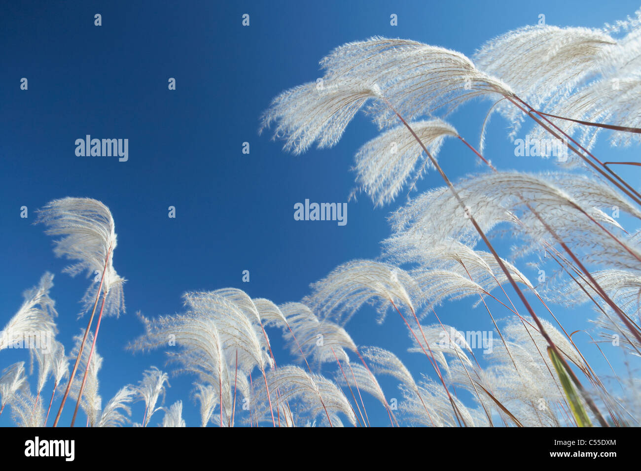 Large reeds hi-res stock photography and images - Alamy