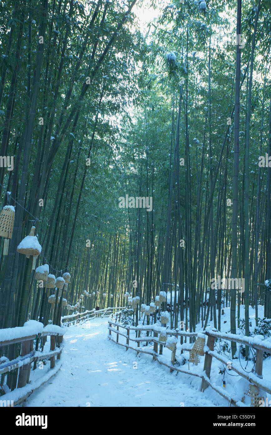 Bamboo forest in winter Stock Photo - Alamy