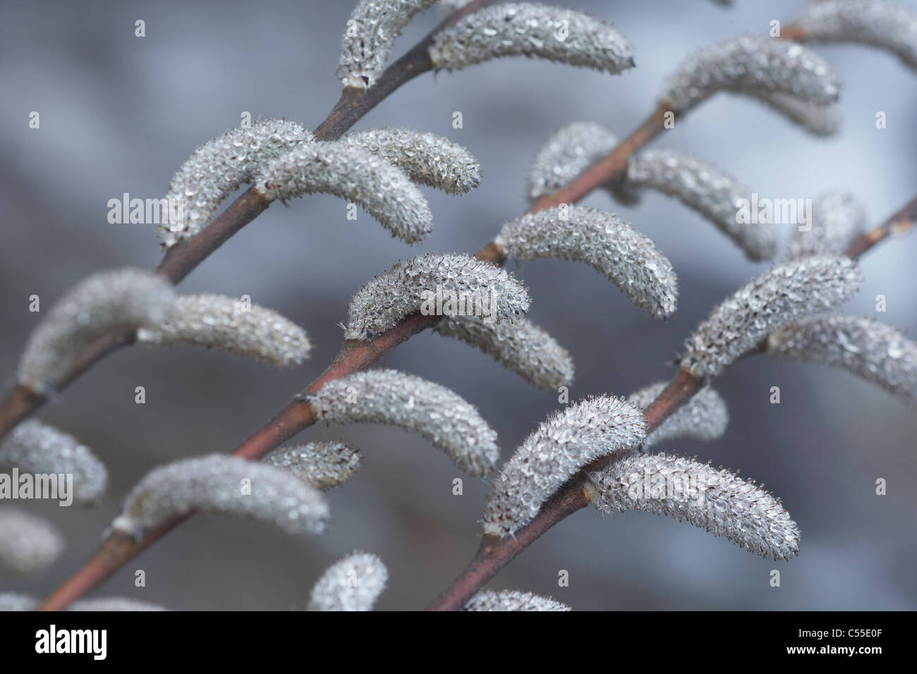Fluffy catkin hi-res stock photography and images - Alamy