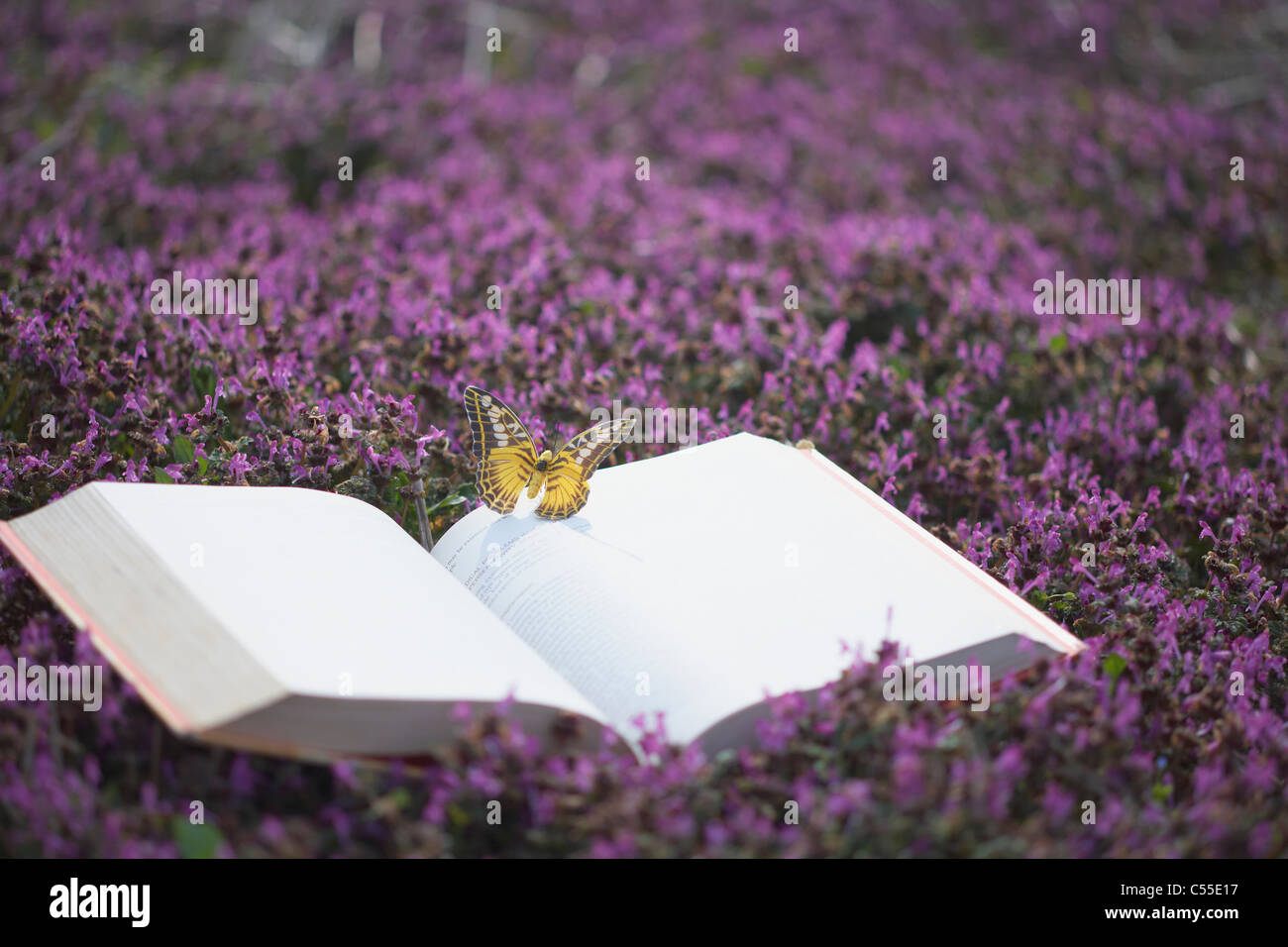A butterfly sitting on a book Stock Photo - Alamy