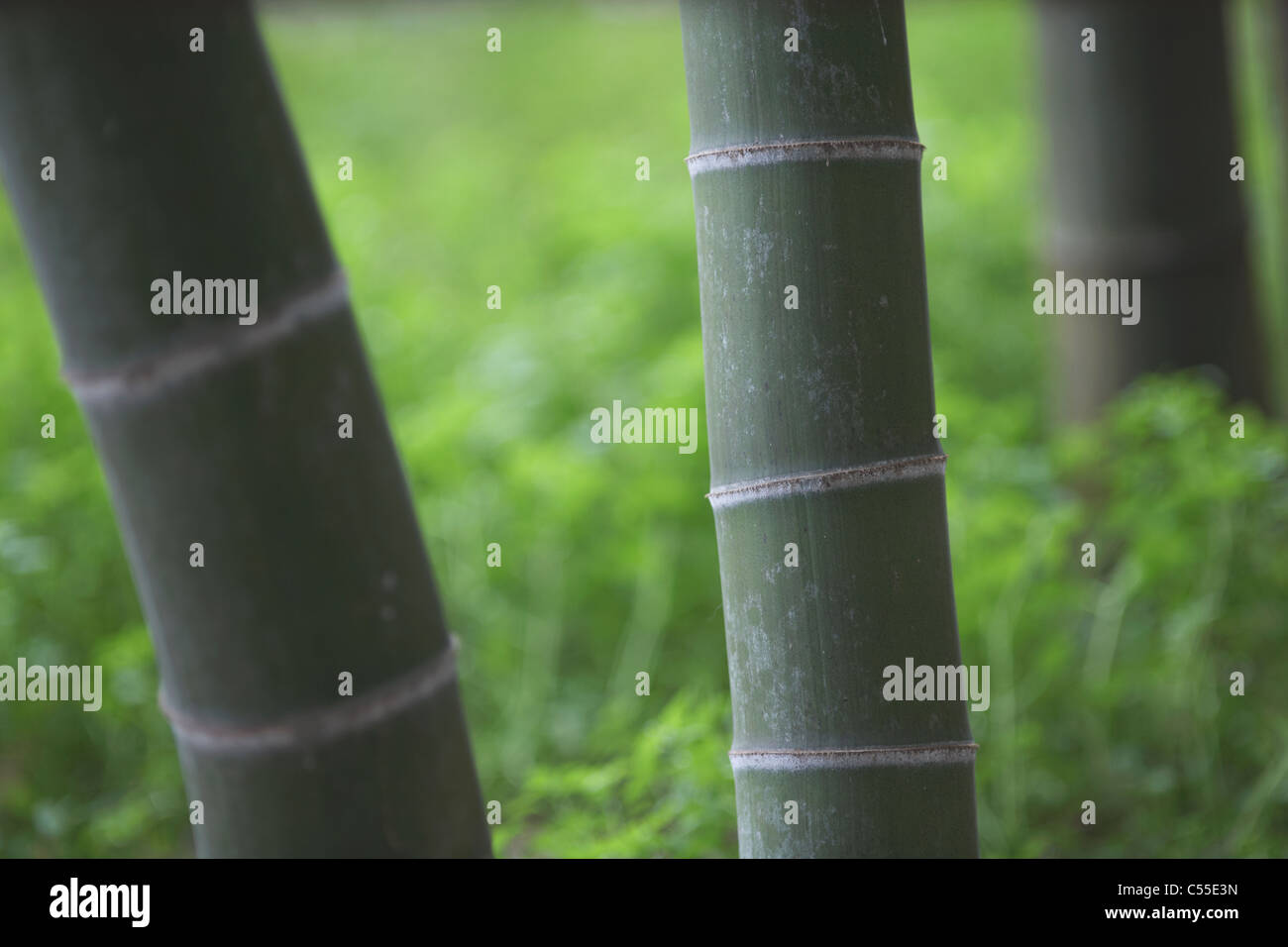 Close-up of Bamboo trunks Stock Photo - Alamy