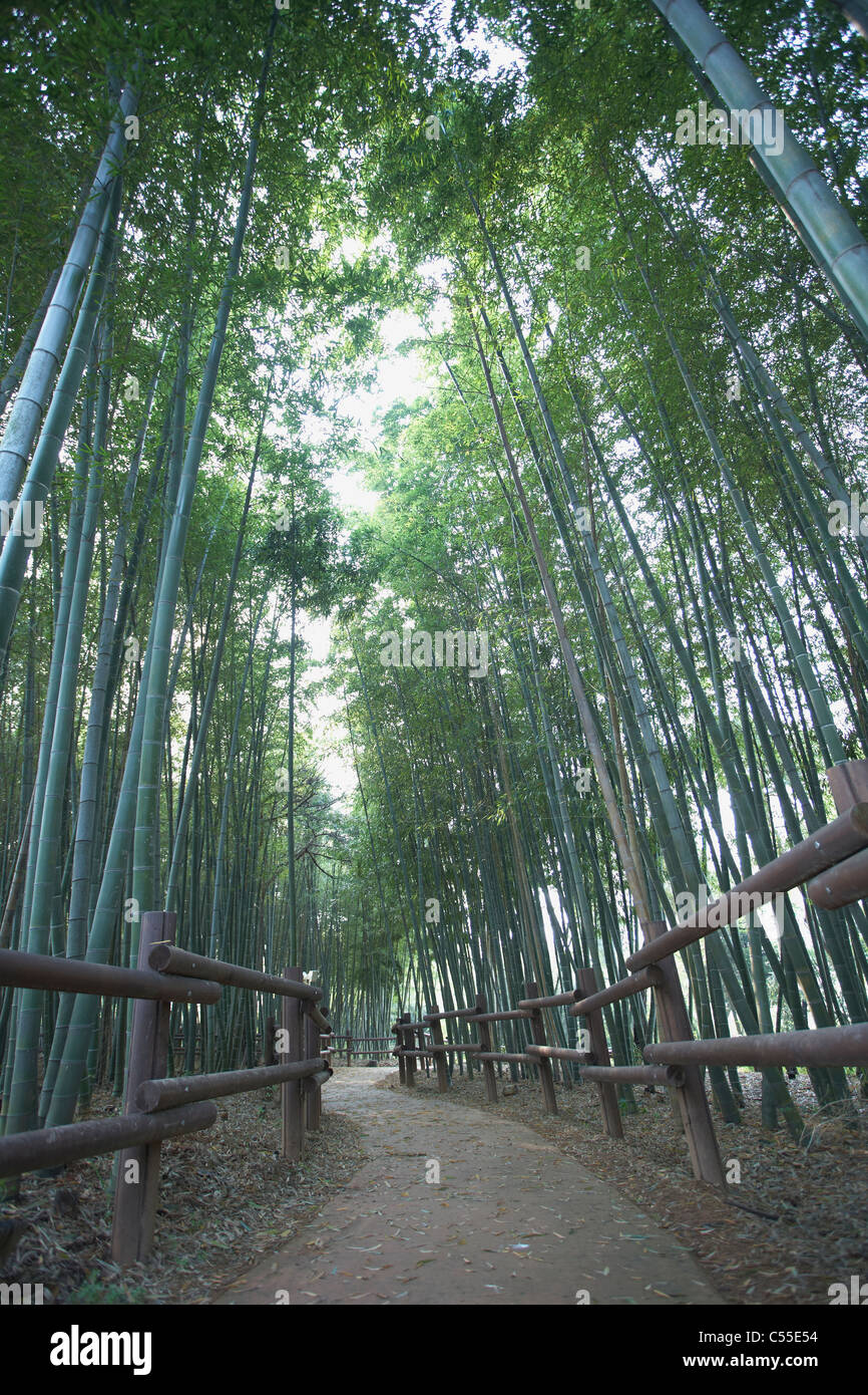 Bamboo walk way hi-res stock photography and images - Alamy