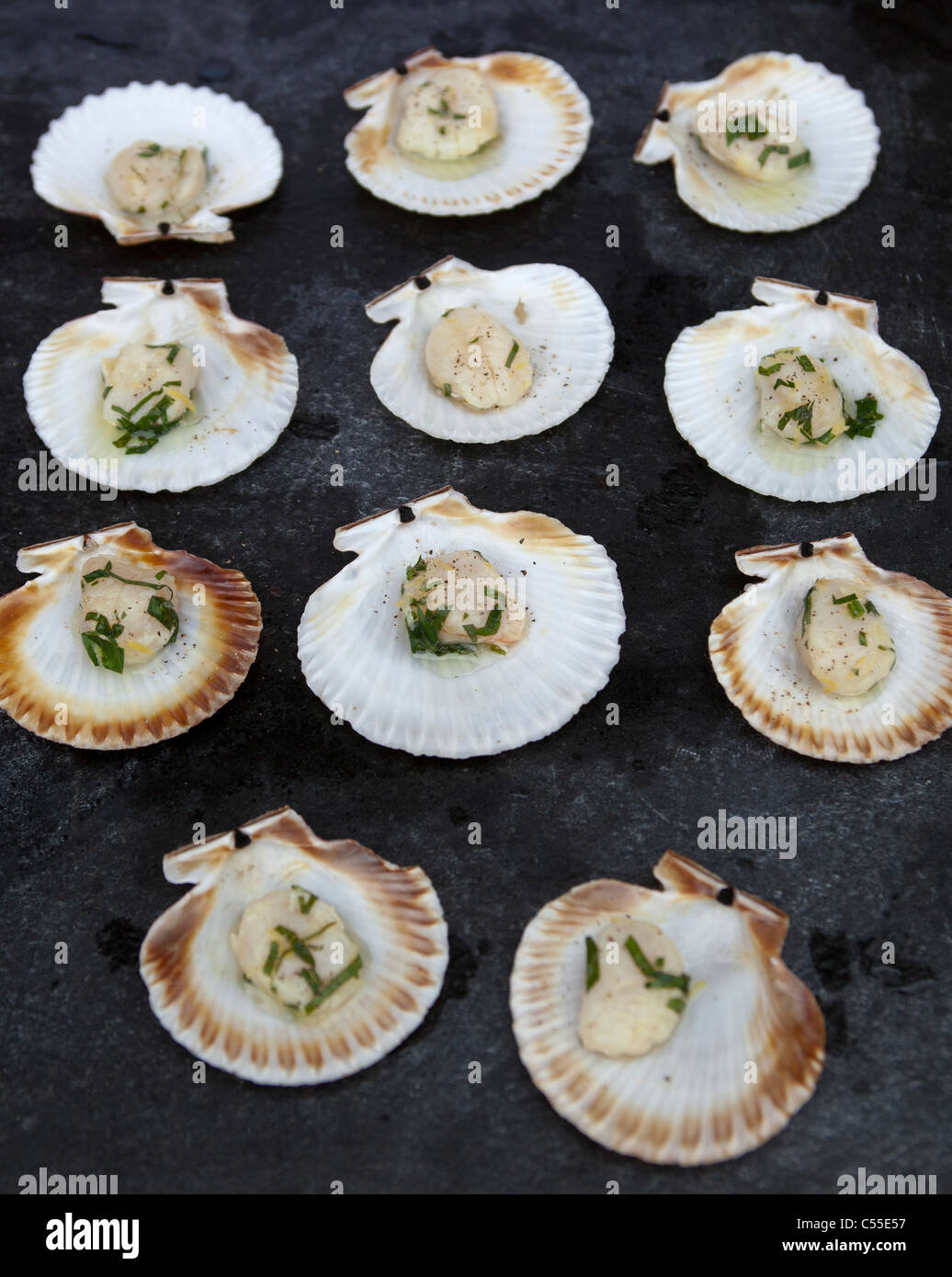 Scallops on the shell Stock Photo - Alamy