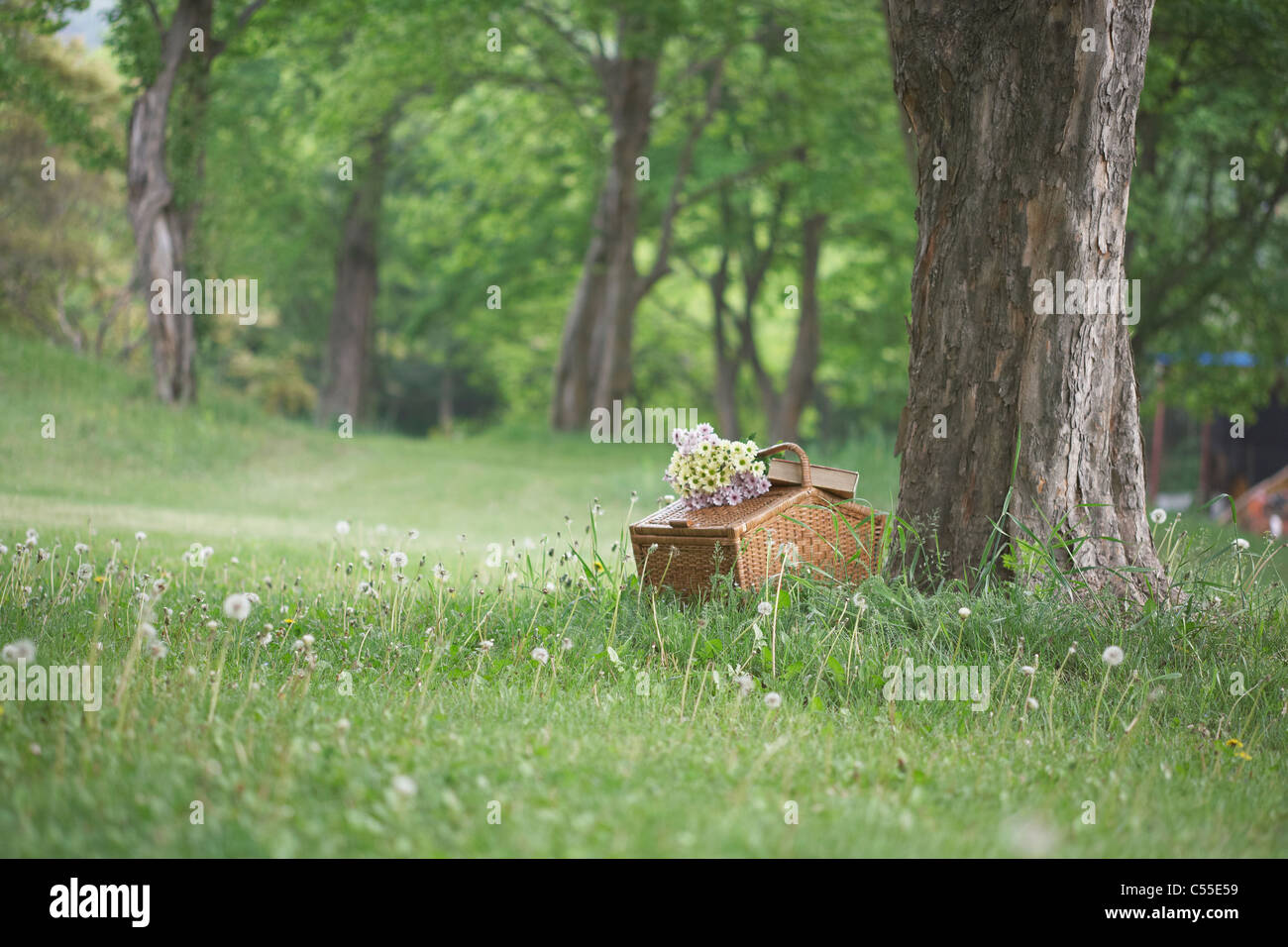 A picnic basket beside a tree Stock Photo - Alamy