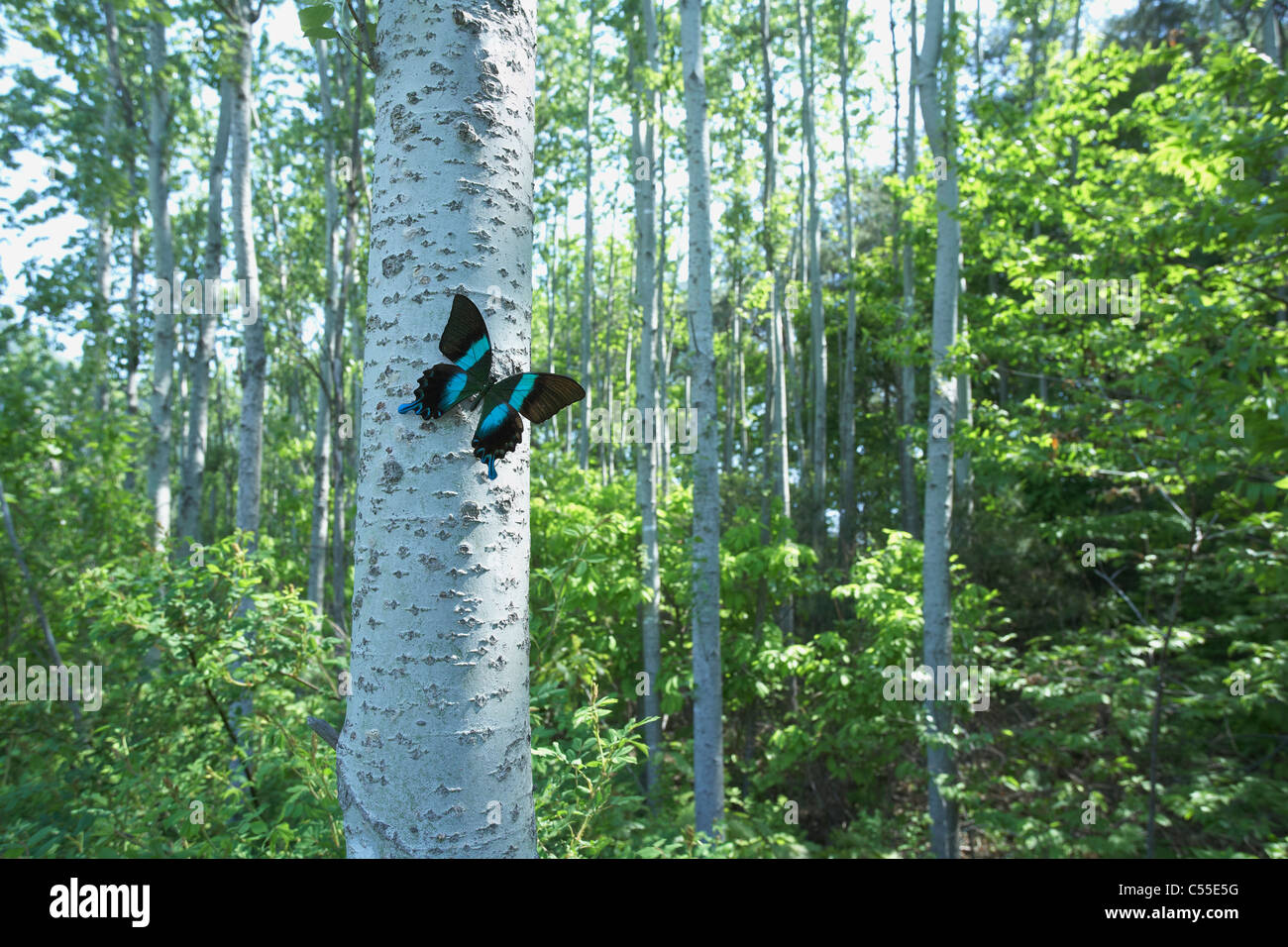 A butterfly sitting on a birch tree Stock Photo - Alamy