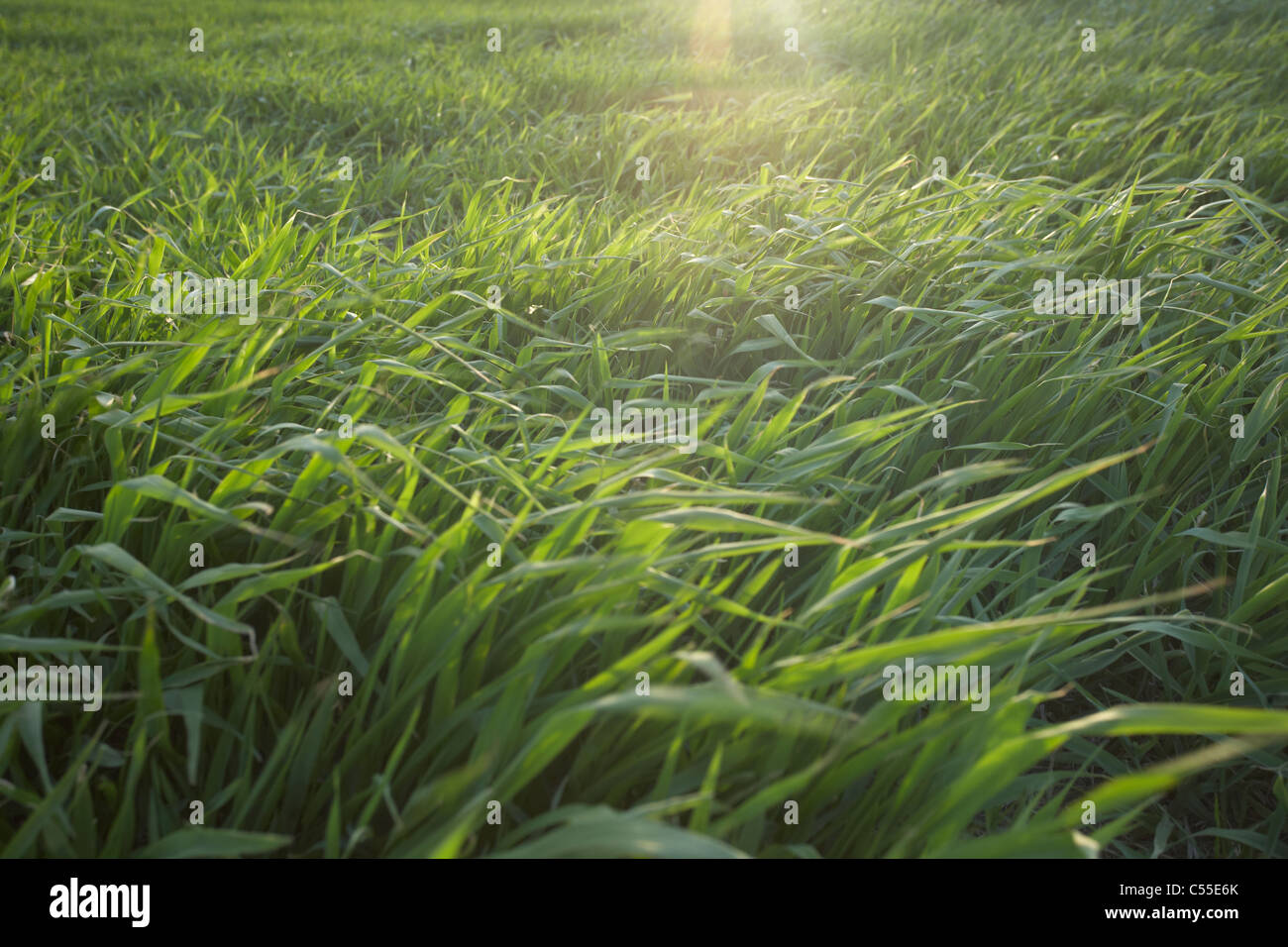 Windy grass field Stock Photo - Alamy