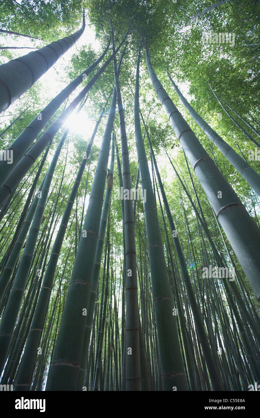 Tall bamboo trees Stock Photo - Alamy
