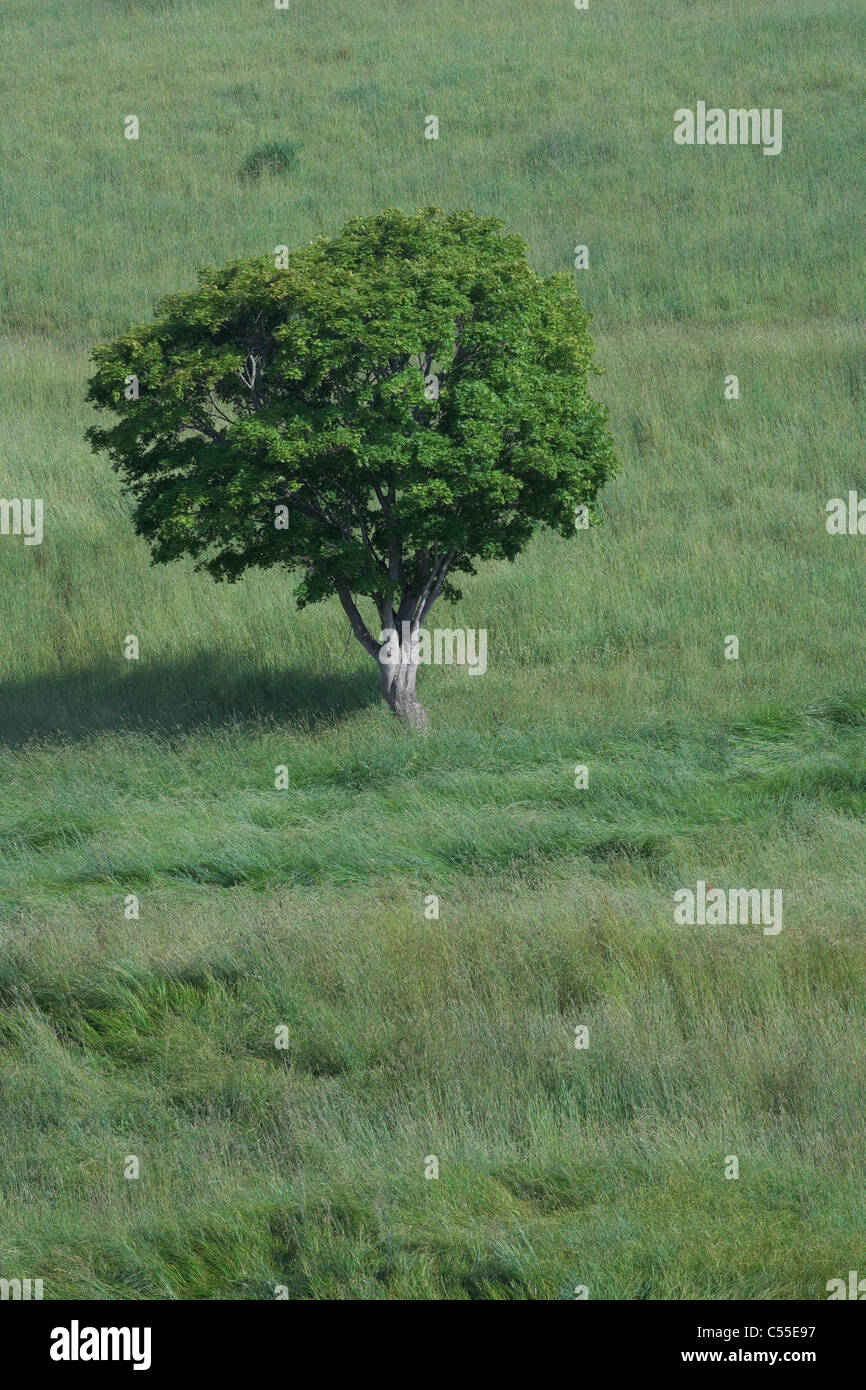 A tree on the grass Stock Photo - Alamy