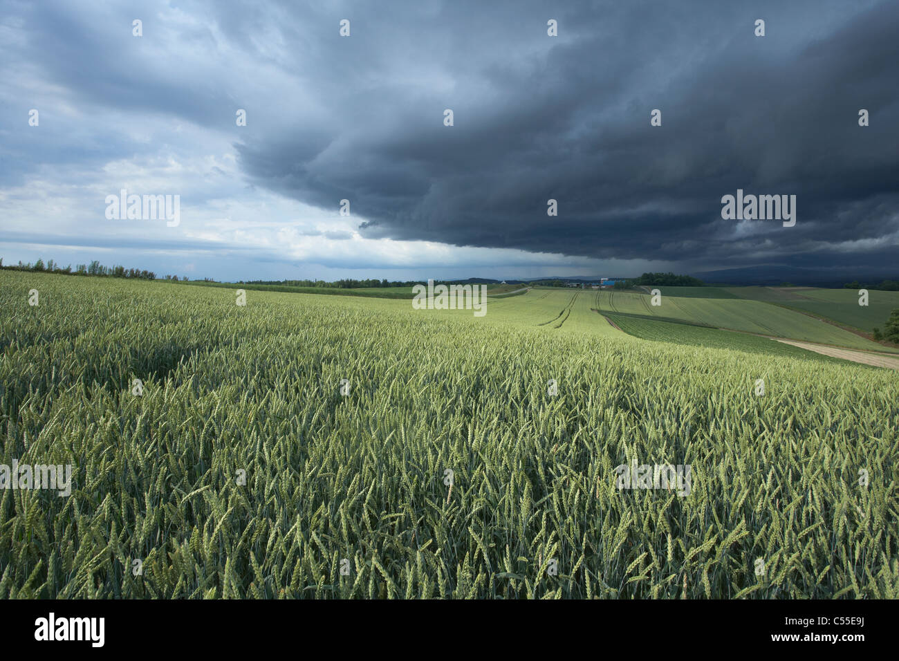 Wheat field horizontal Stock Photo - Alamy