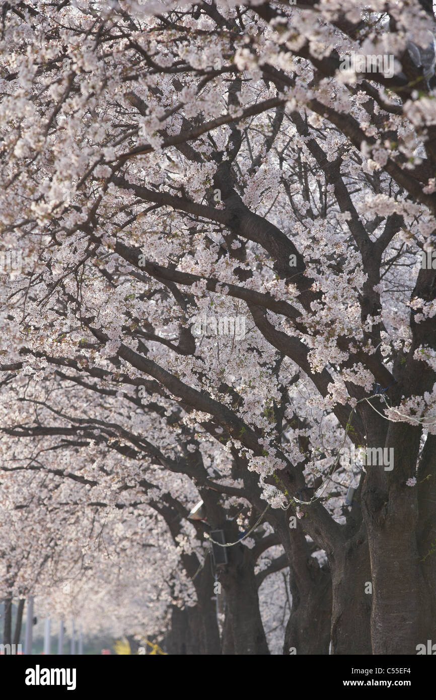 Cherr tree hi-res stock photography and images - Alamy