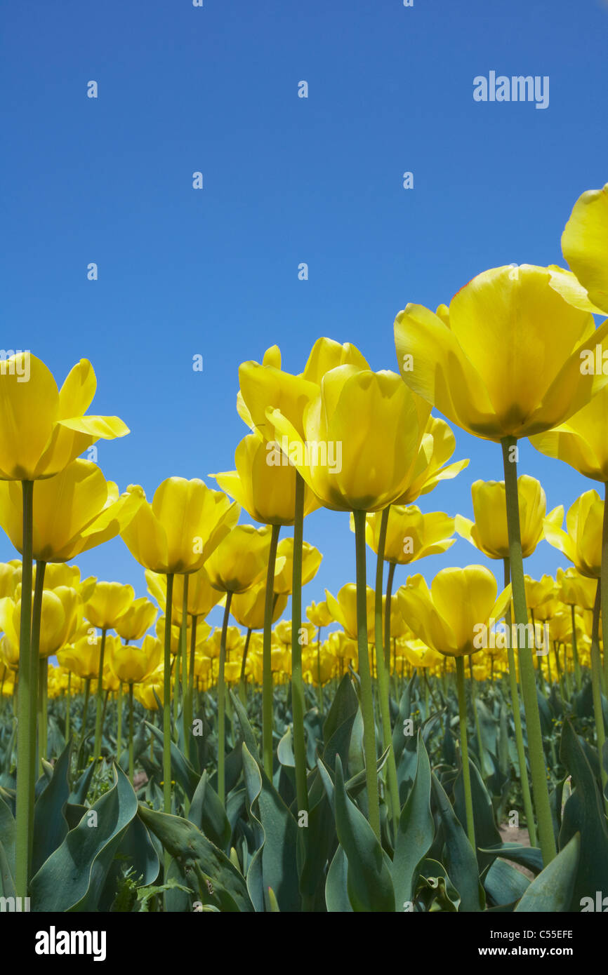 Yellow Tulip Garden Stock Photo - Alamy