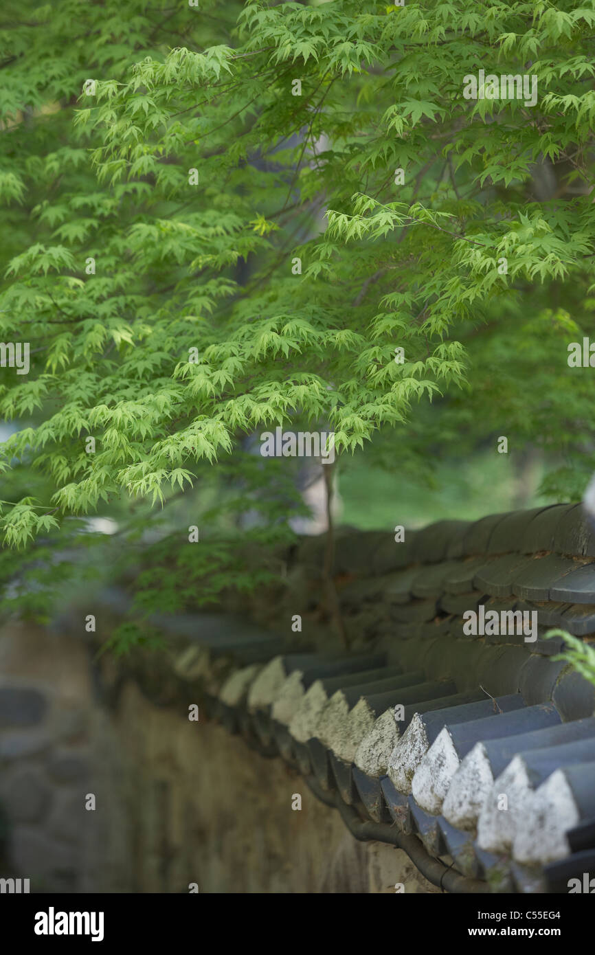 Maple Tree branches over the wall Stock Photo - Alamy