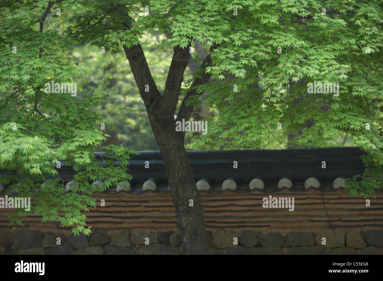 Maple tree hi-res stock photography and images - Alamy