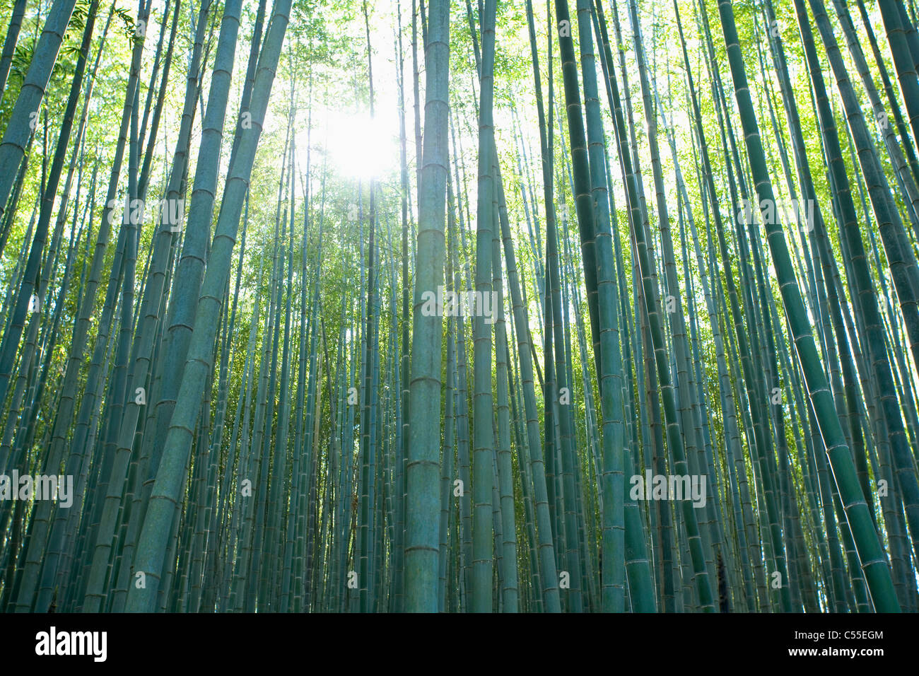 Bamboo trees in Asia Stock Photo - Alamy