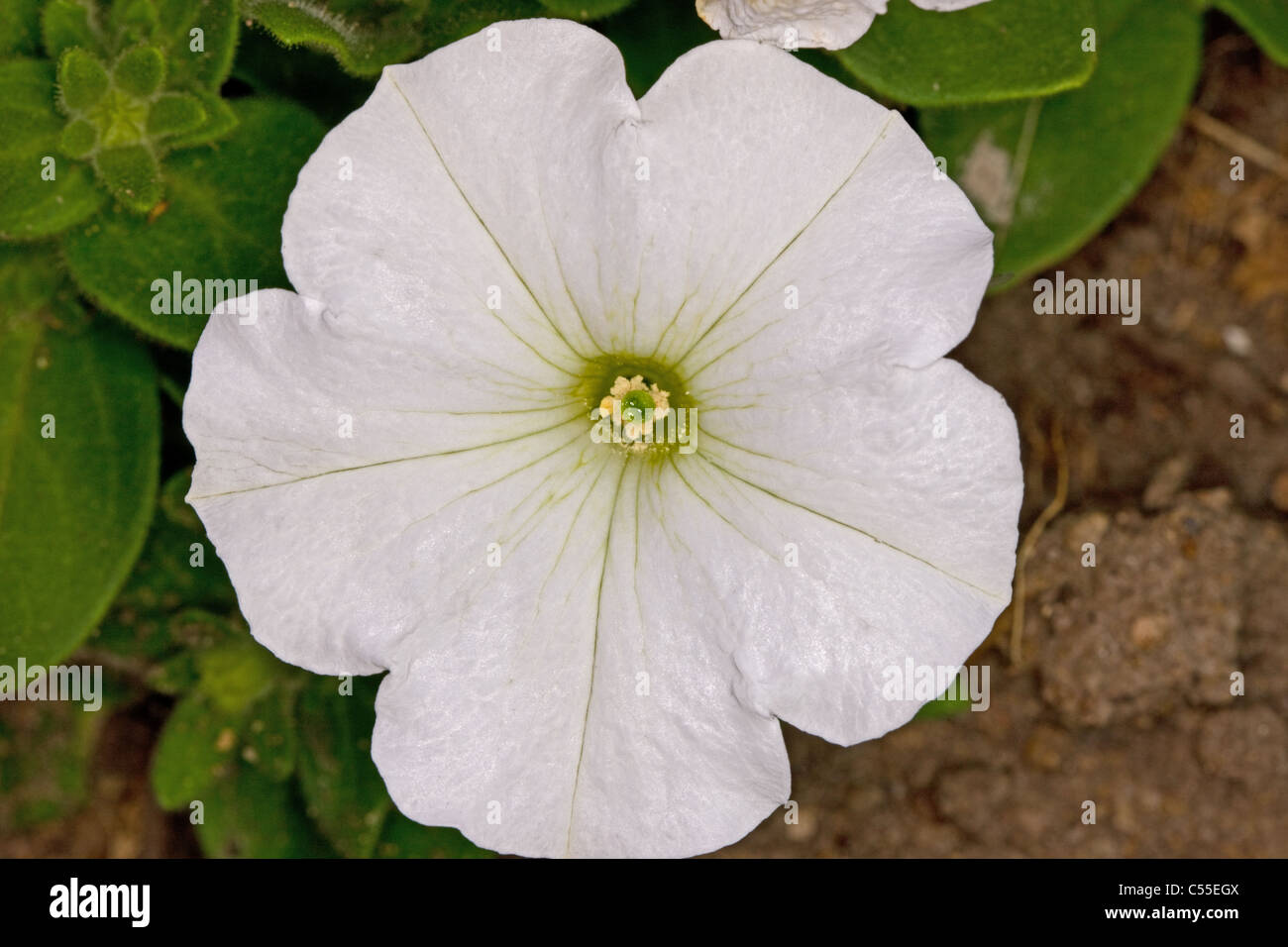 Close up of a white petunia flower Stock Photo - Alamy
