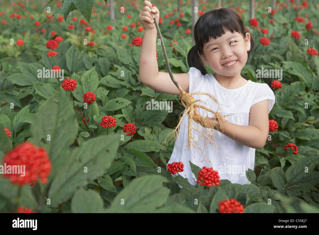 Female Ginseng High Resolution Stock Photography and Images - Alamy