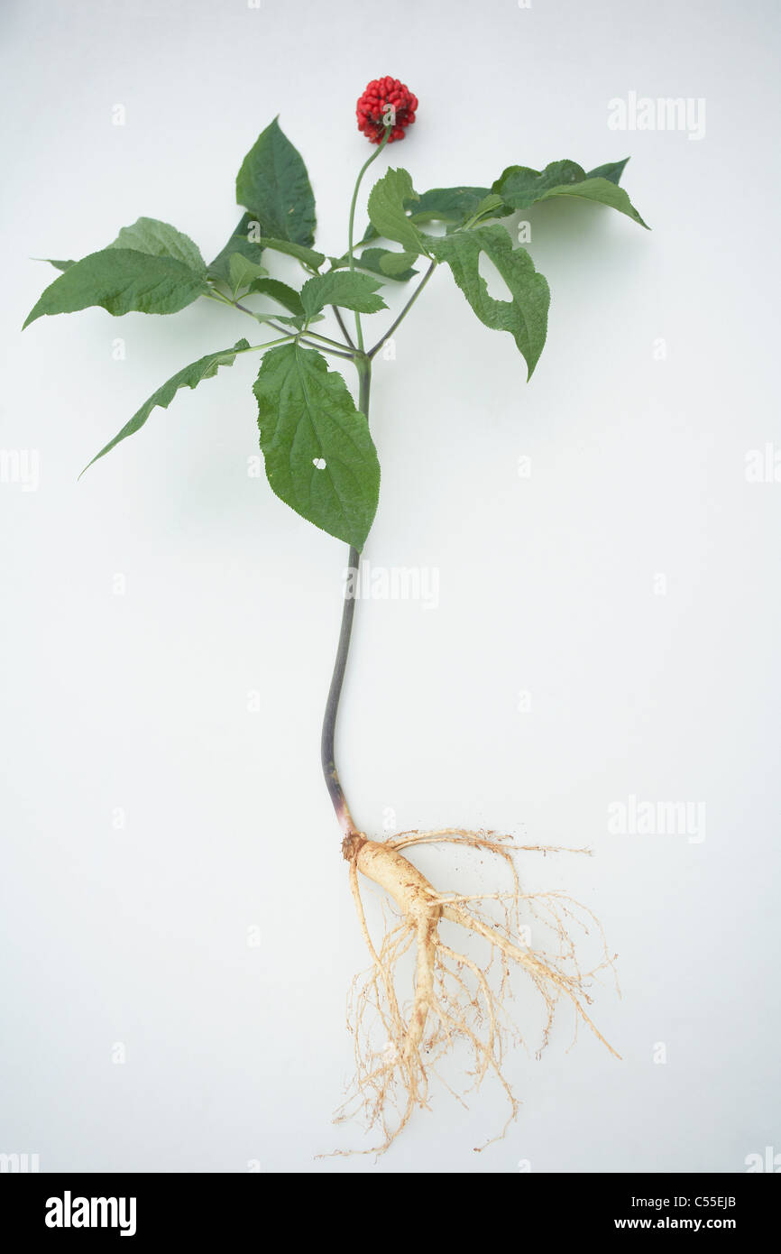 Ginseng flower hi-res stock photography and images - Alamy