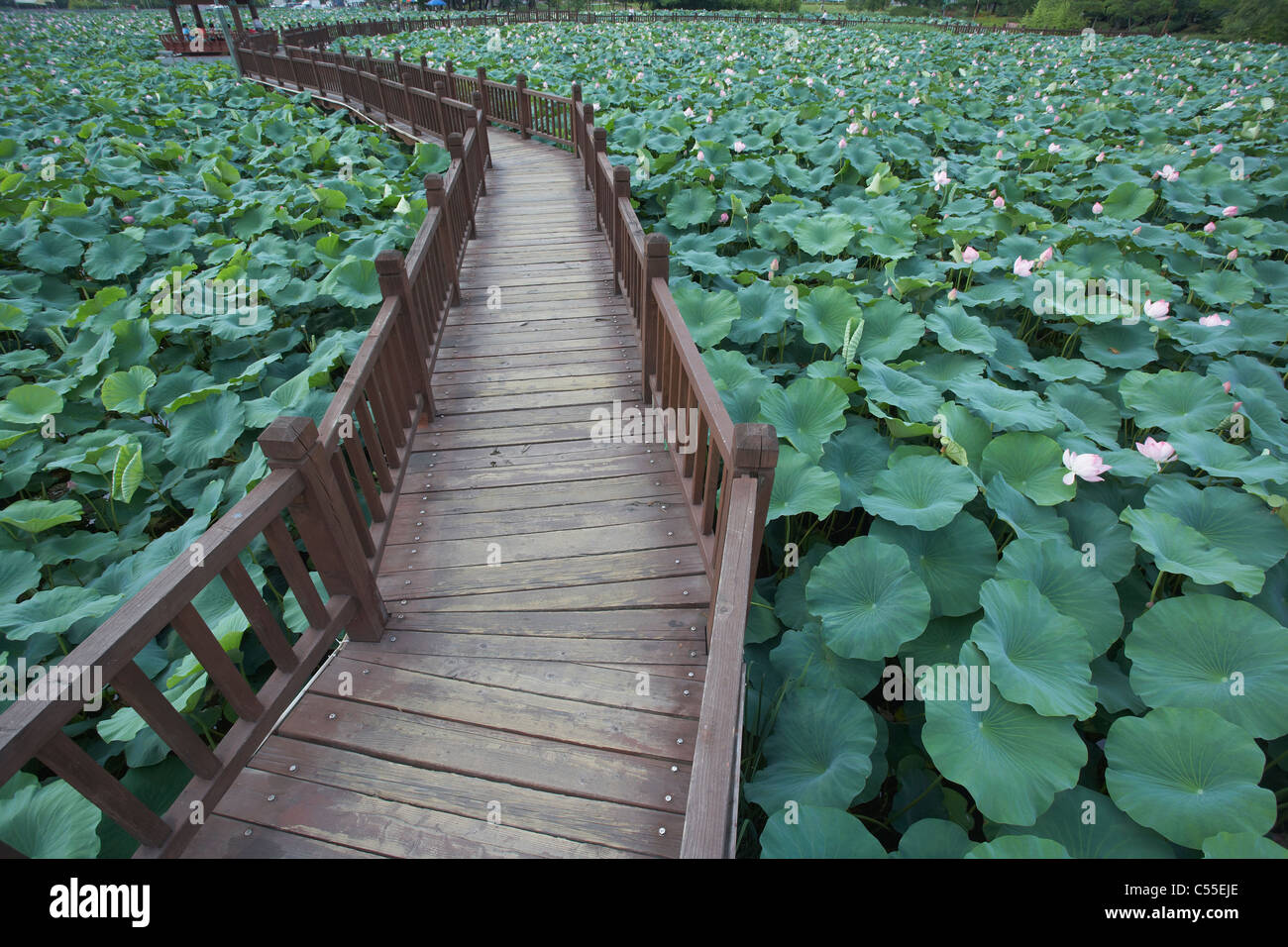 A bridge in lotus pond Stock Photo - Alamy