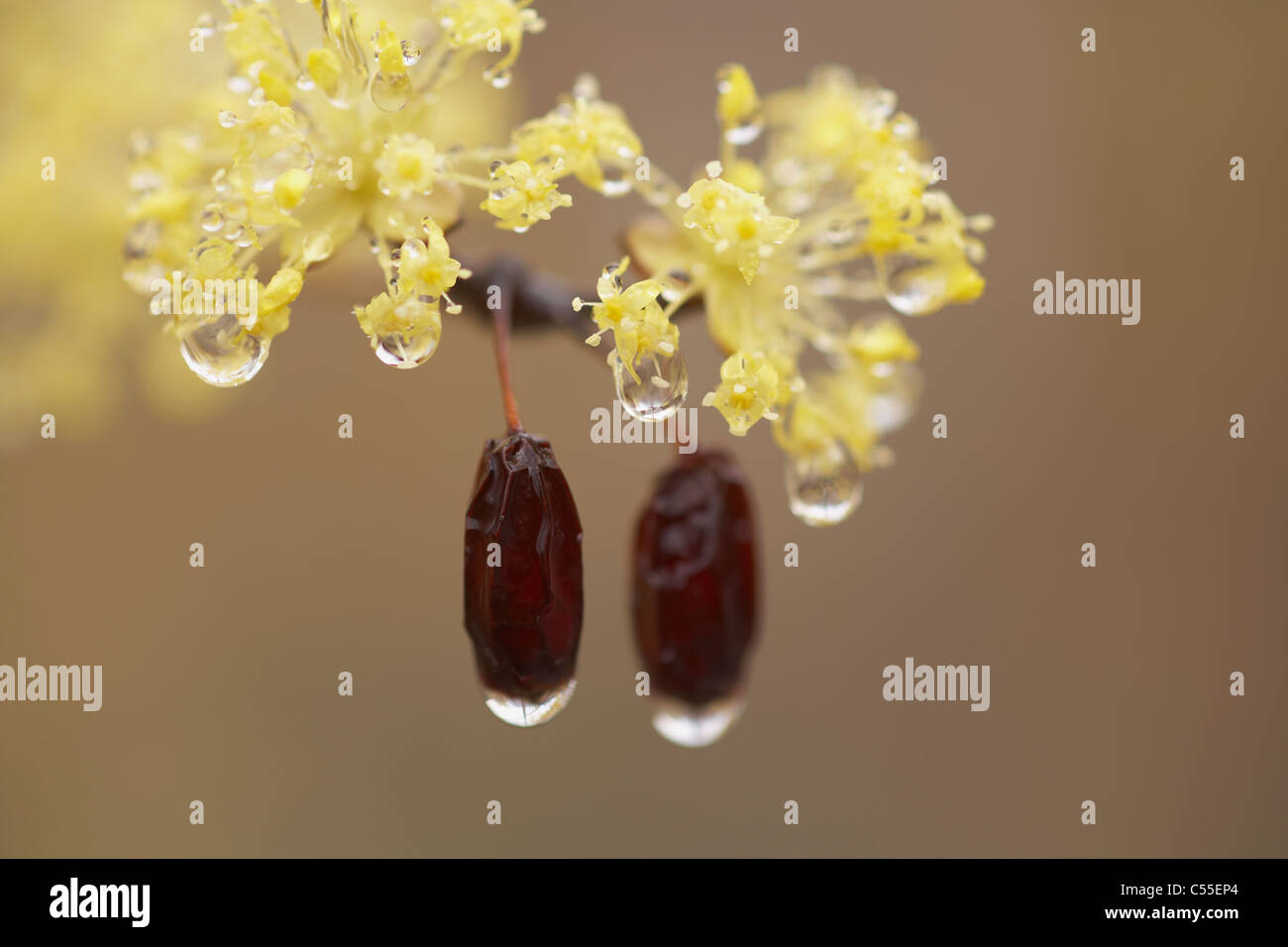 Cornus officinalis fruit Stock Photo - Alamy