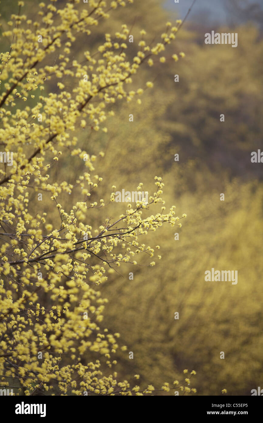 Cornus officinalis hi-res stock photography and images - Alamy