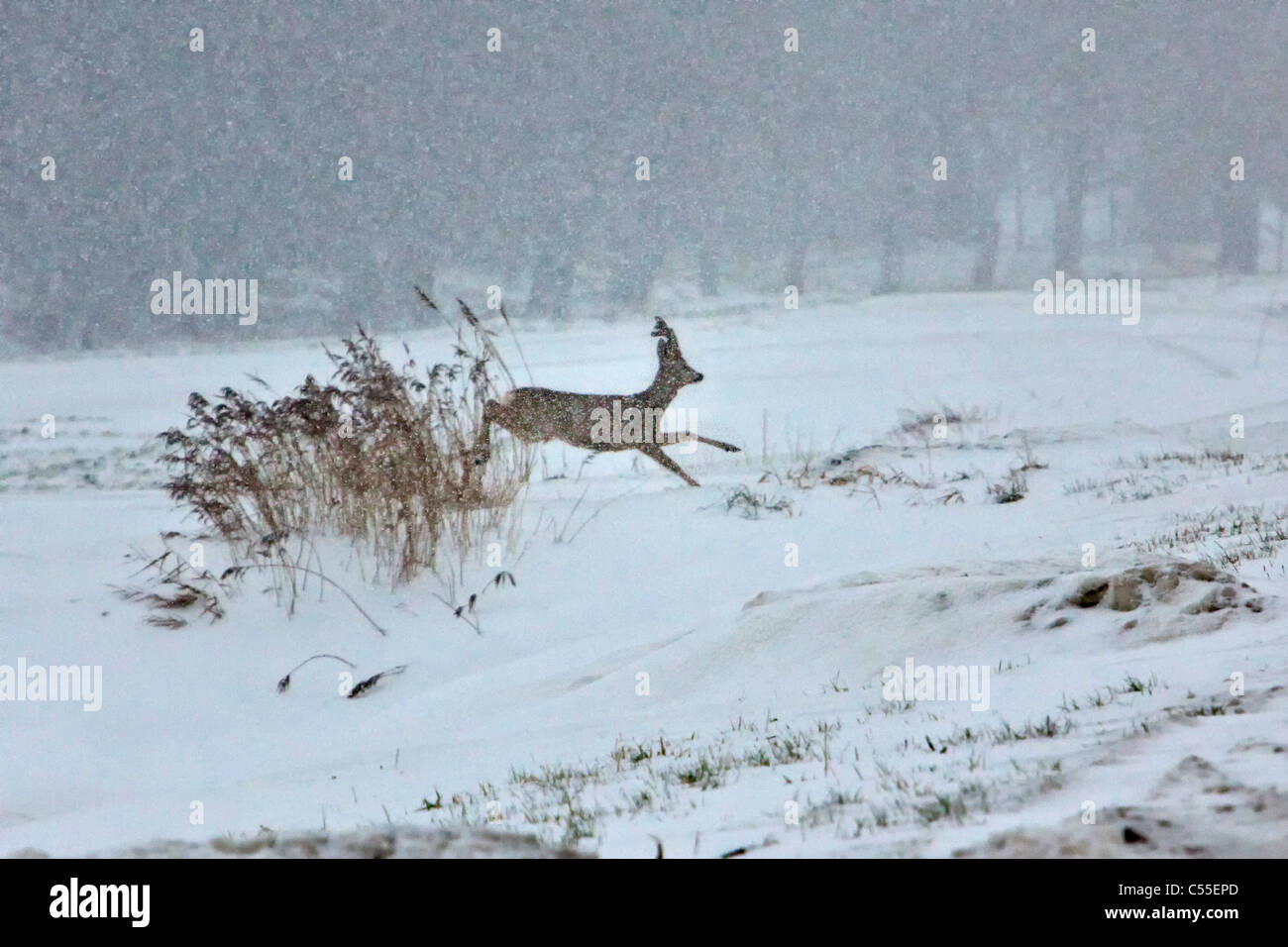 The Netherlands, near Warffum, deer in snow Stock Photo - Alamy