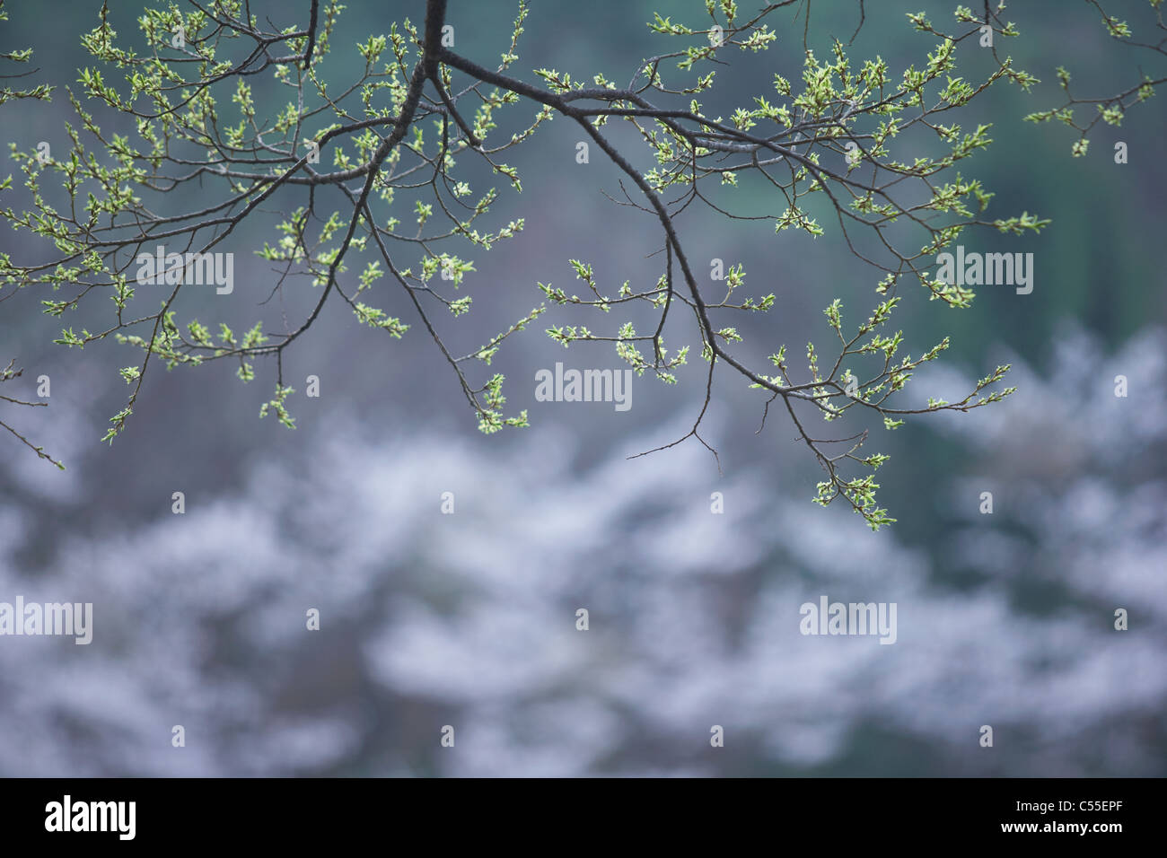Tree branches looking down Stock Photo - Alamy