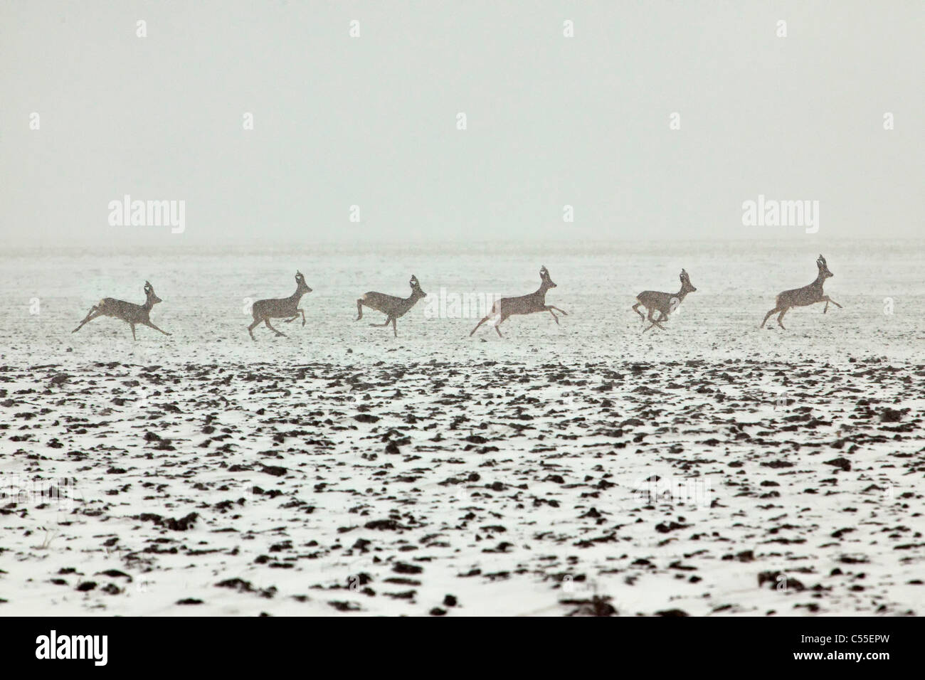 Running deer hi-res stock photography and images - Alamy