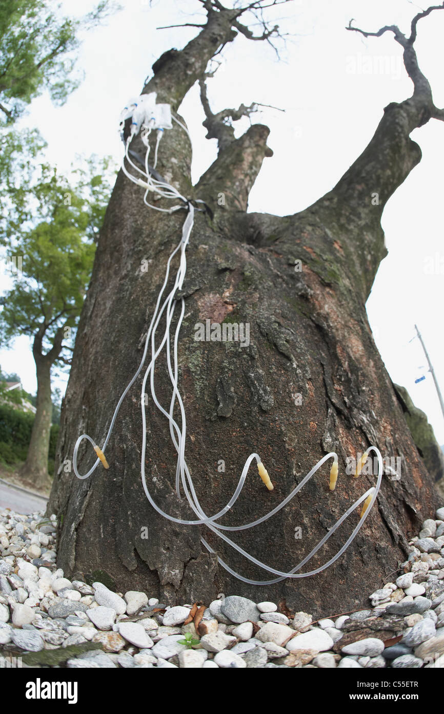 A sick tree taking a shot Stock Photo - Alamy