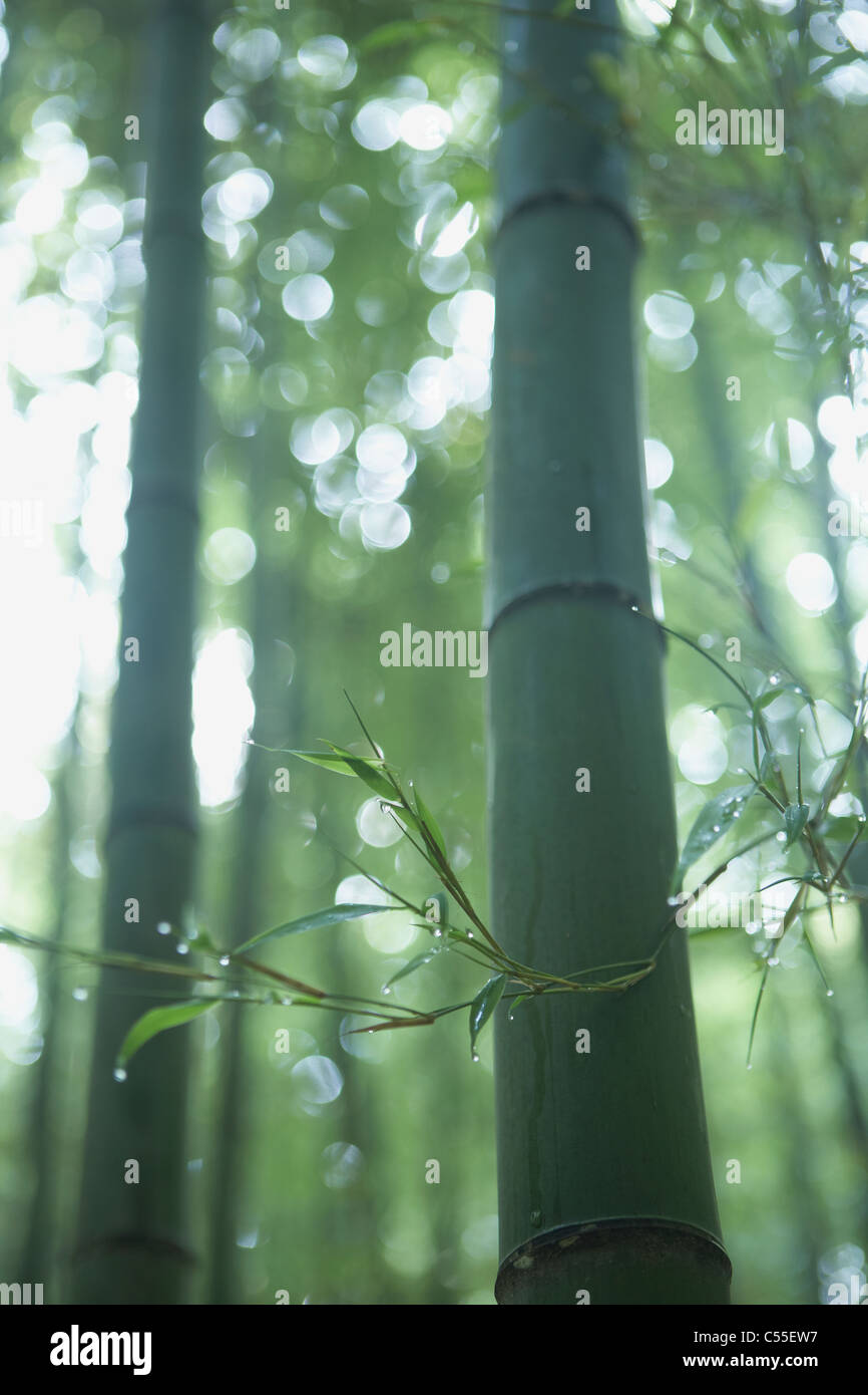 Bamboo tree hi-res stock photography and images - Alamy