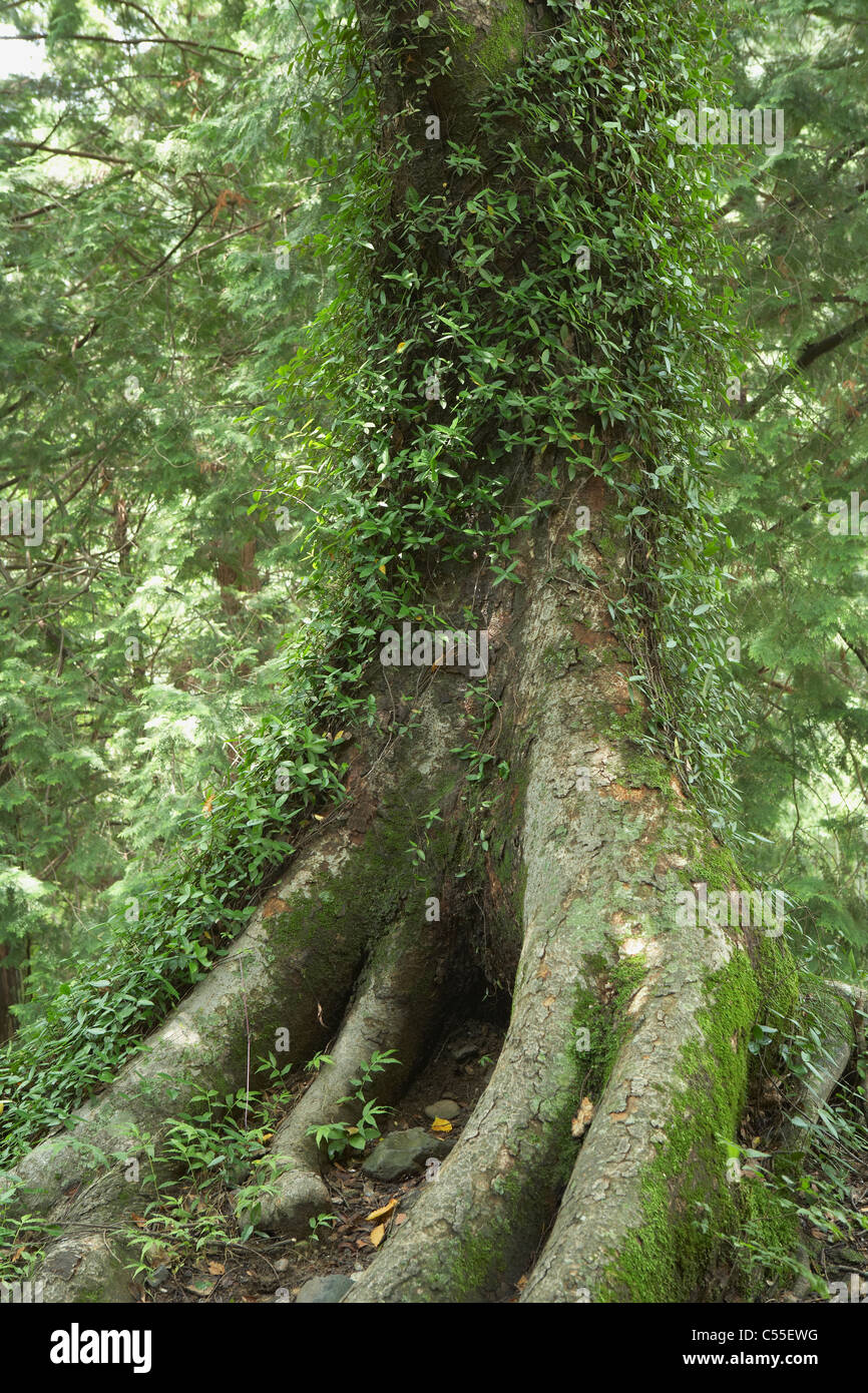 Large tree trunk in forest Stock Photo - Alamy
