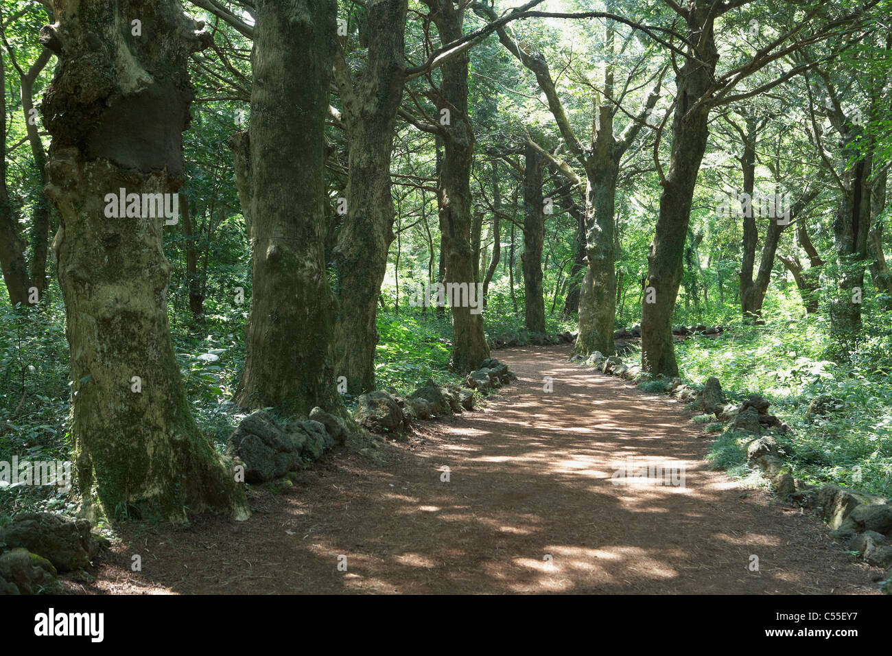 A path in the forest Stock Photo - Alamy