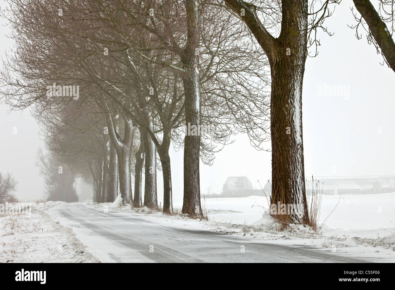 The Netherlands, Garrelsweer, Trees in snow along country road Stock ...