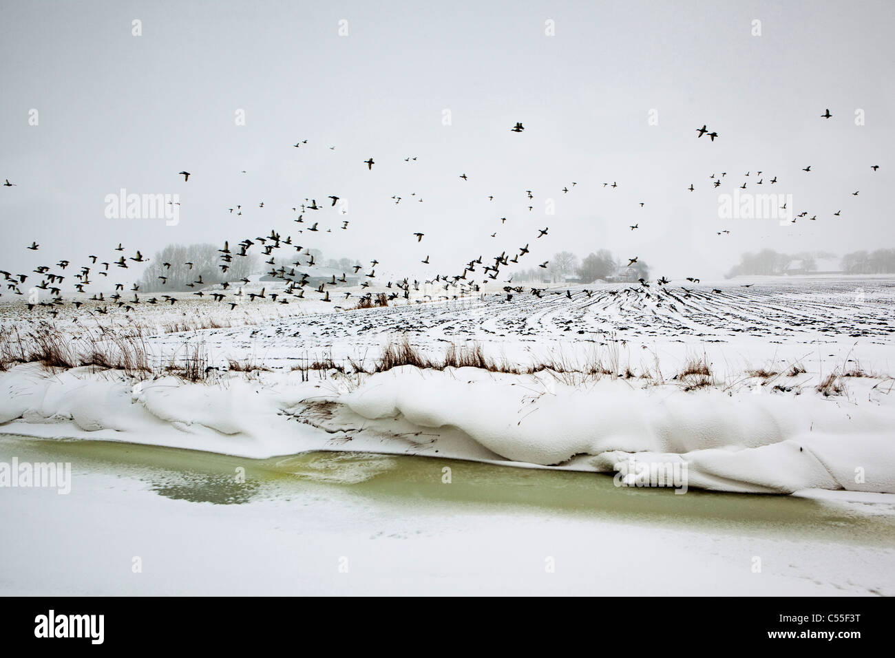 Flying ducks hi-res stock photography and images - Alamy