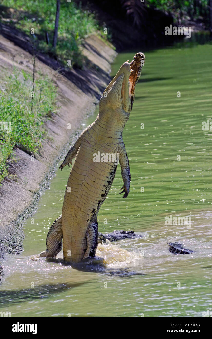 Leaping crocodile hi-res stock photography and images - Alamy