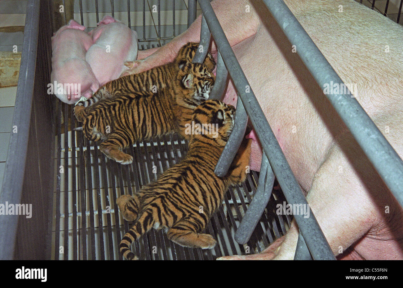 Pig suckling tiger cubs Stock Photo - Alamy
