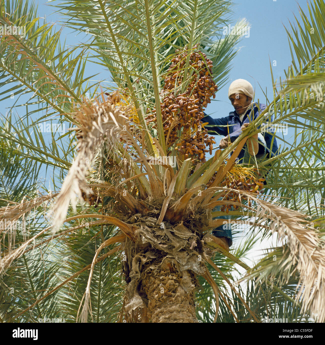 Tunisia, Tozeur Oasis, Man harvesting dates fruits Stock Photo - Alamy