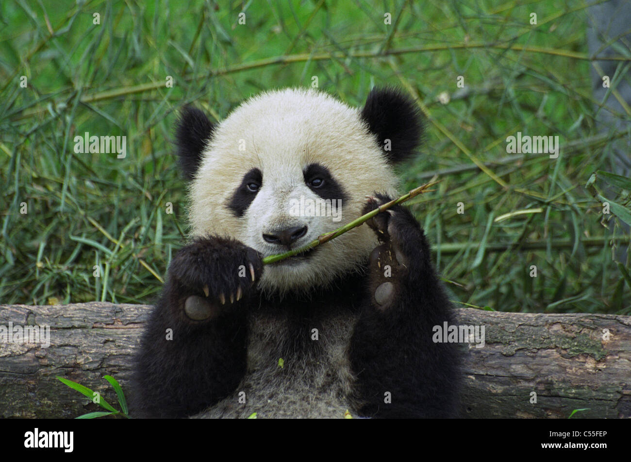 giant panda cub eating bamboo,China Stock Photo - Alamy