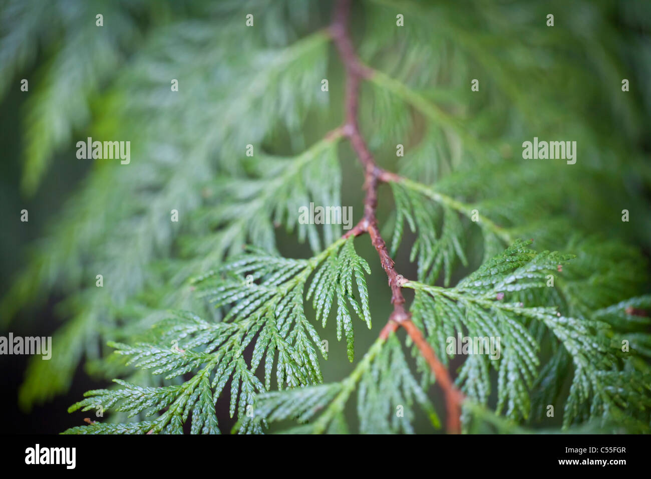 Western red cedar (Thuja plicata) branch, Washington State, USA Stock ...