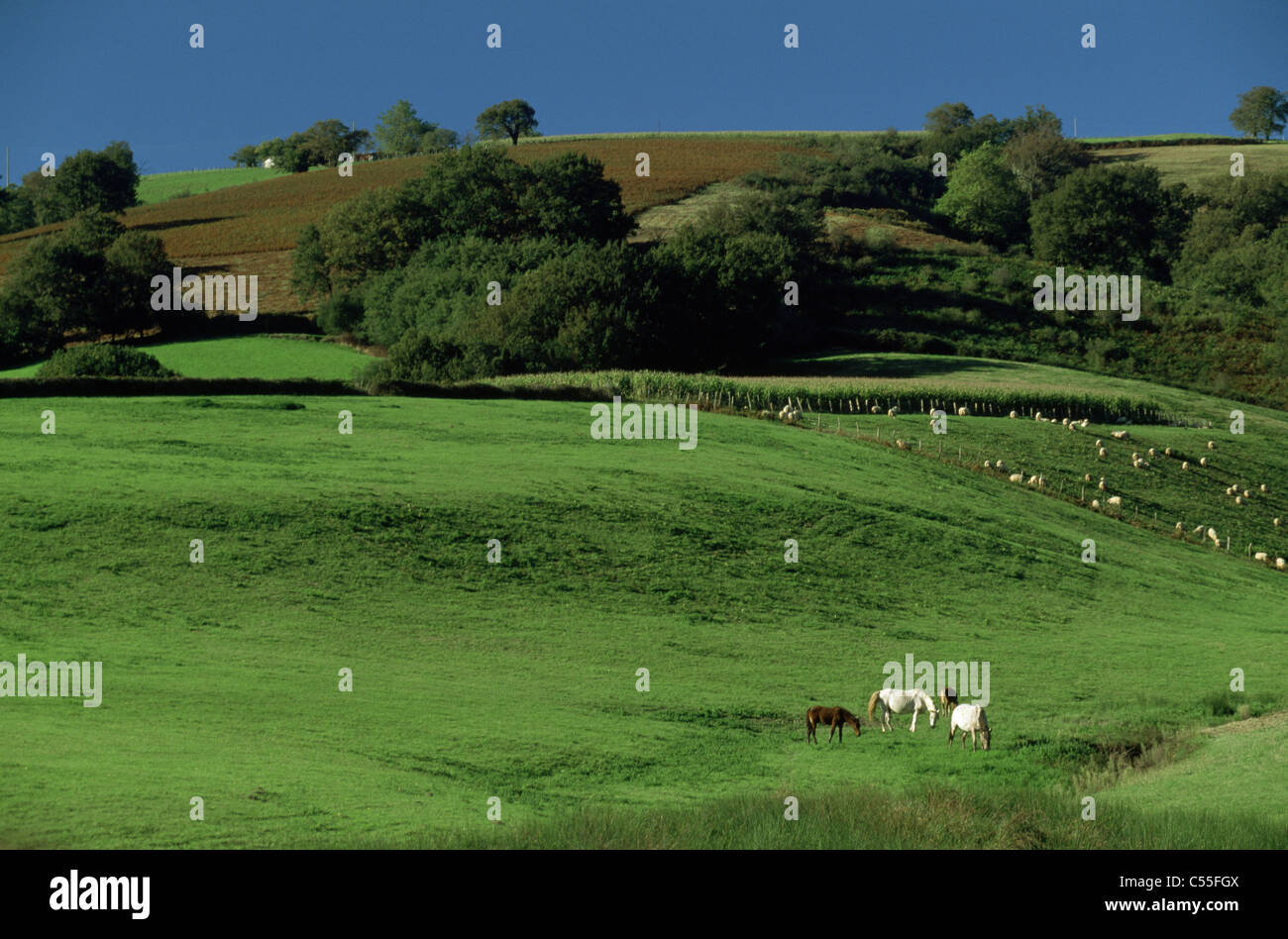 France, Basque Country, Herd of animals grazing in field Stock Photo ...