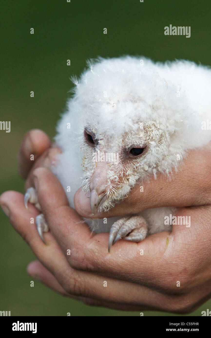 A 21 day Barn Owl chick - rescue bird Stock Photo - Alamy