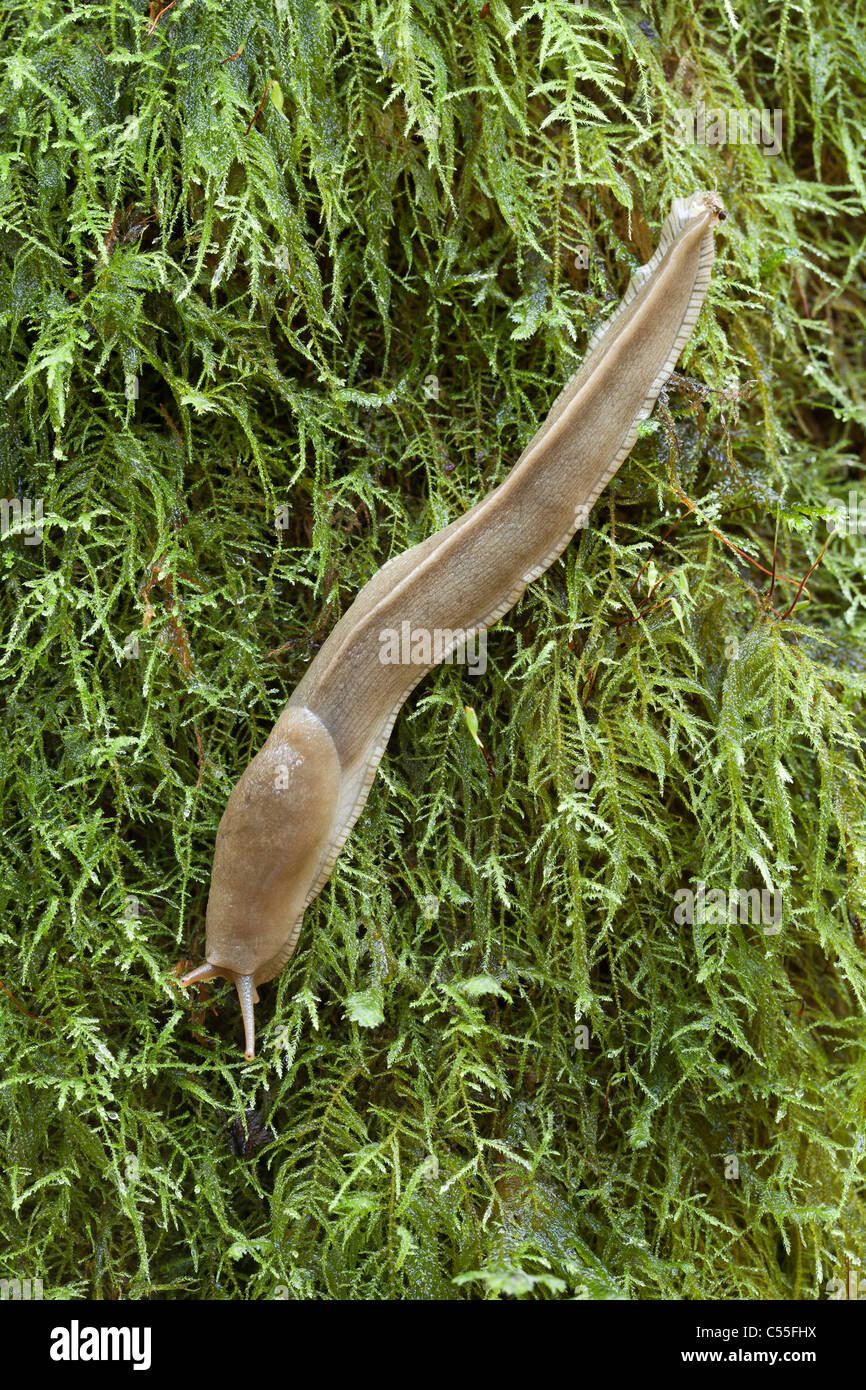 Banana slug (Ariolimax columbianus) on moss, Guillemot Cove Nature ...