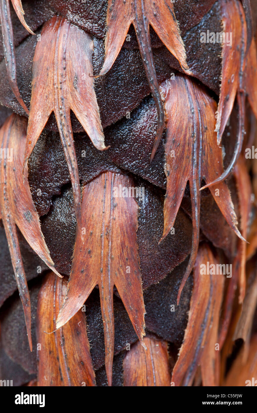 Close-up of a Douglas Fir cone (Pseudotsuga menziesii Stock Photo - Alamy