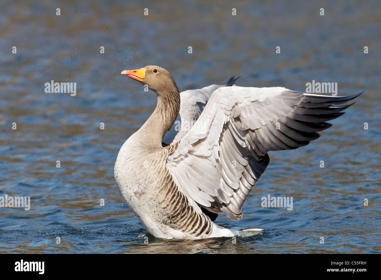 An adult Greylag Goose flapping wings after washing and preening Stock ...