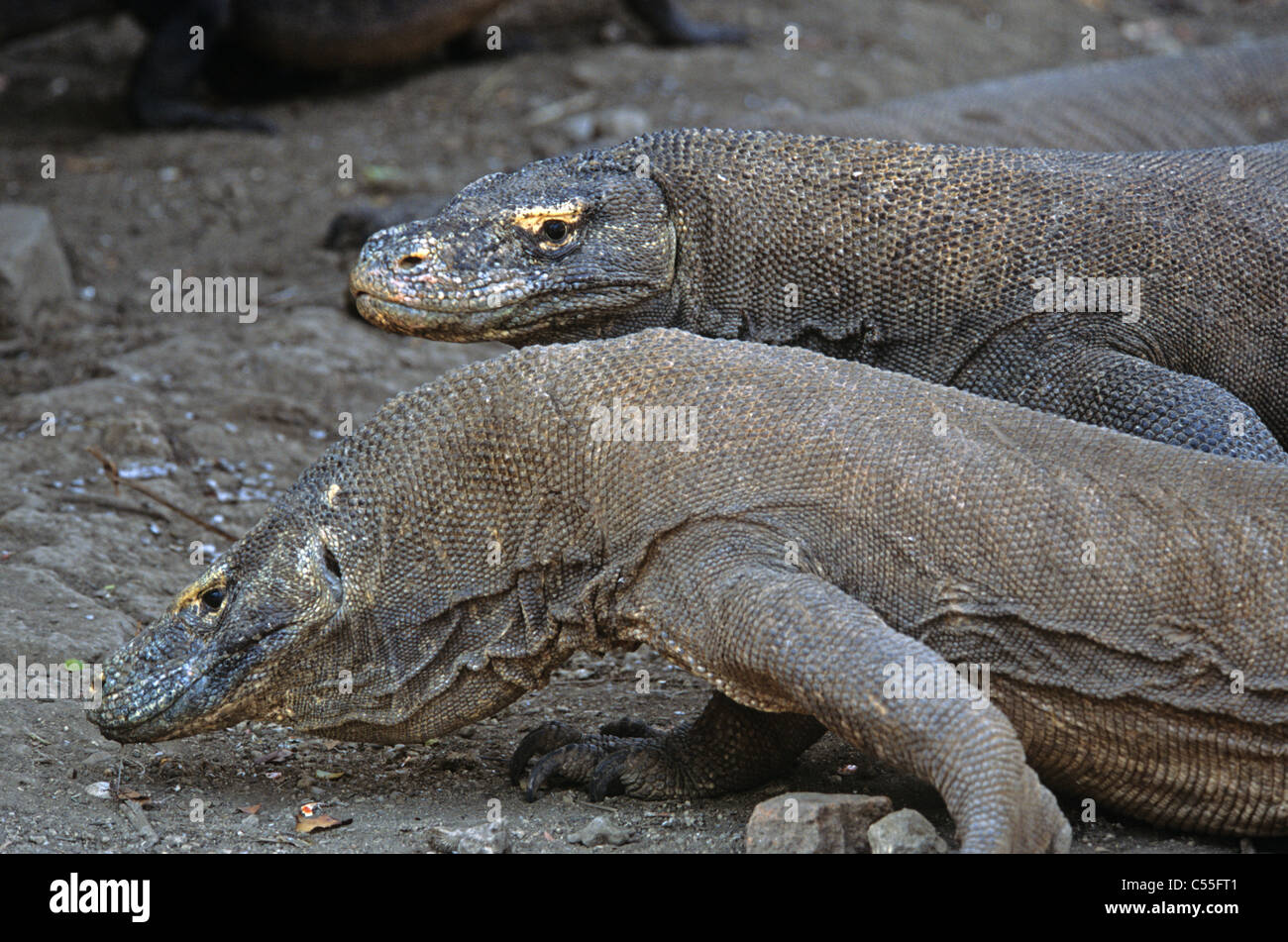 Old Komodo dragons on Rinca Island,Indonesia Stock Photo - Alamy