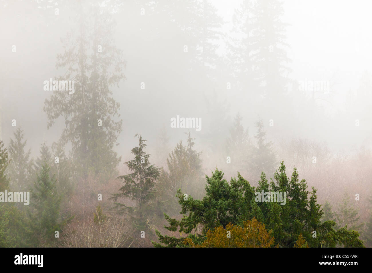 Fog over a forest, Hood Canal, Seabeck, Kitsap County, Washington State ...
