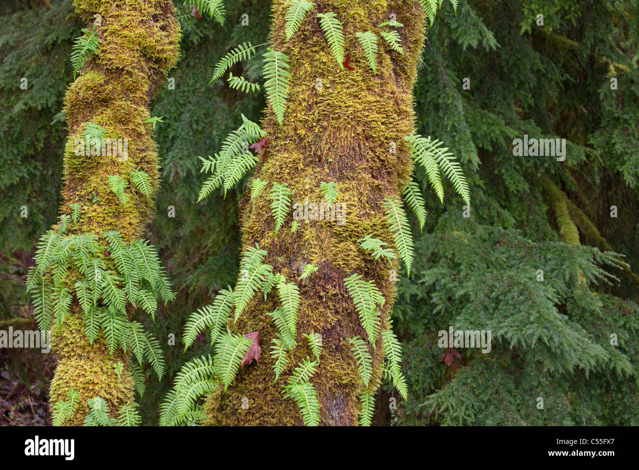 Licorice fern (Polypodium glycyrrhiza) leaves on Hemlock tree trunks ...