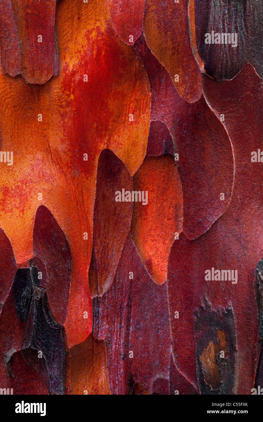 Close-up of Pacific Yew Bark (taxus brevifolia Stock Photo - Alamy