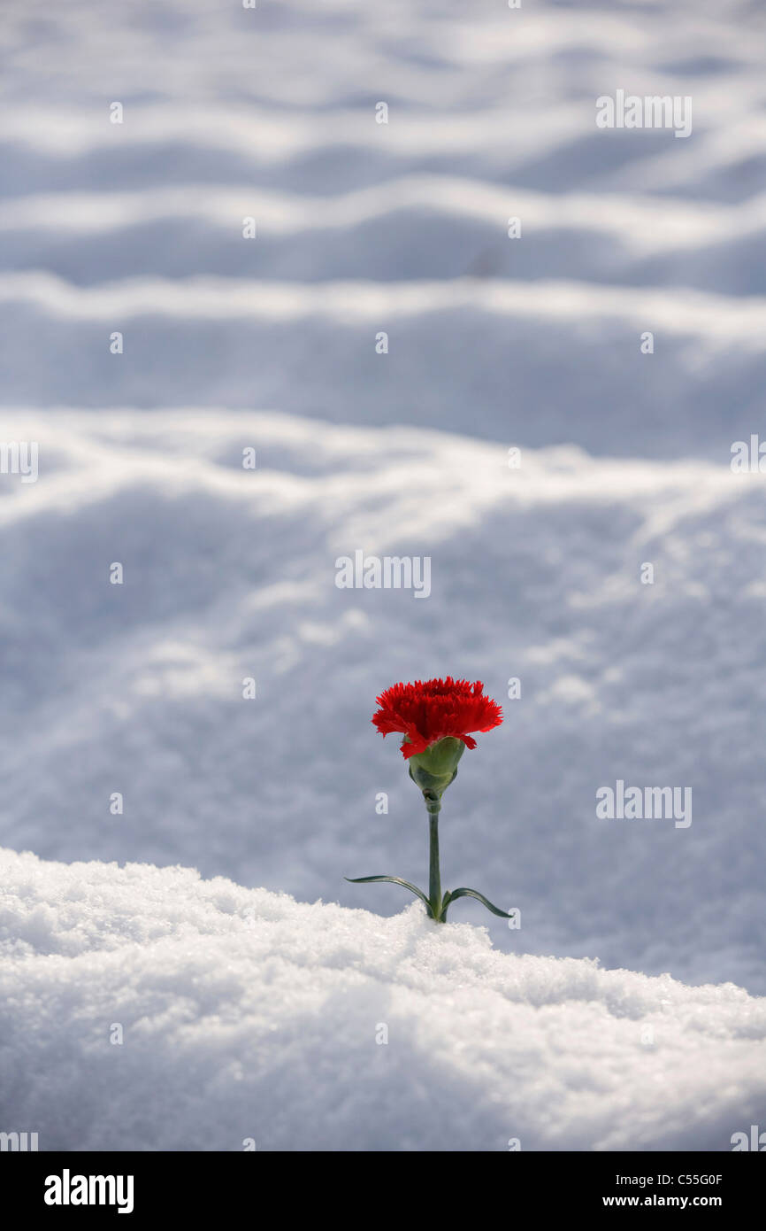 red carnation on the snow field Stock Photo - Alamy